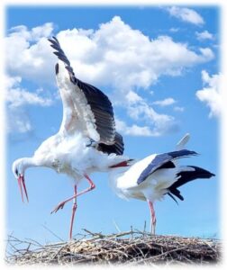 The Legend of Storks | Storks.com | Unique Baby Gifts & More